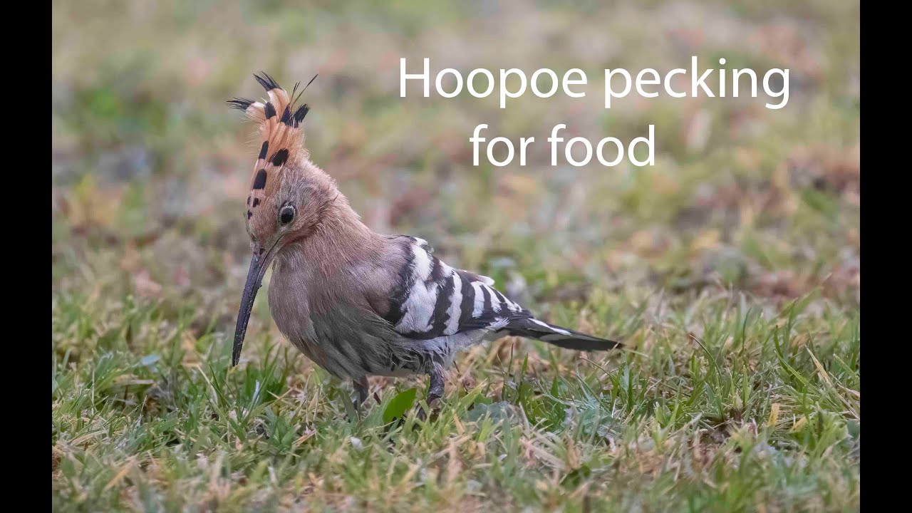 Hoopoe pecking for food - YouTube