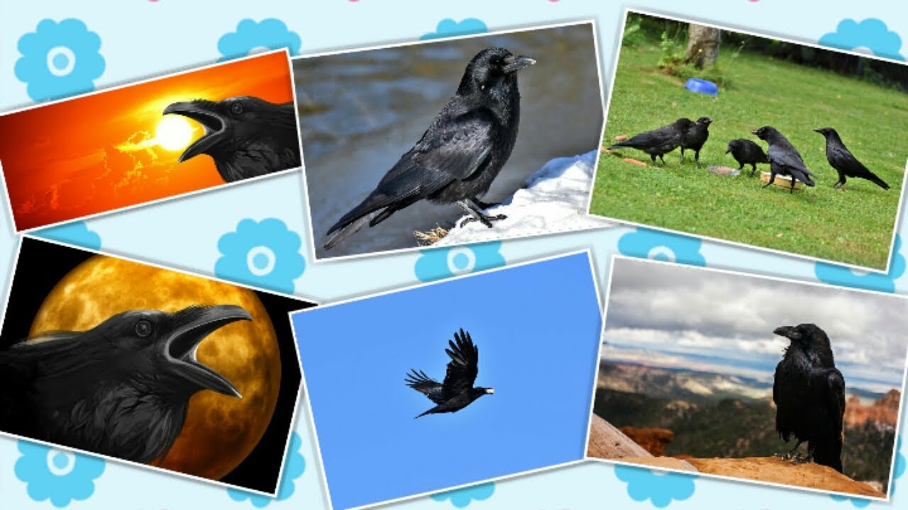 Crows : Documentary on The Intelligent World of Crows,cows videos 2021 ...