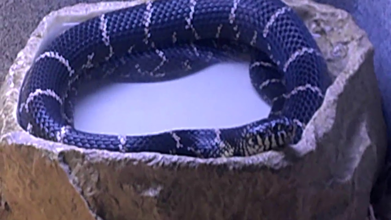 Kingsnake eating Copperhead by Earthshine Nature Programs - YouTube