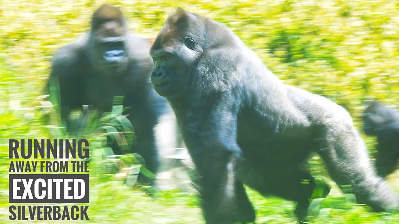 Excited Silverback Gorilla Chases After Young Male | The Shabani Group - YouTube