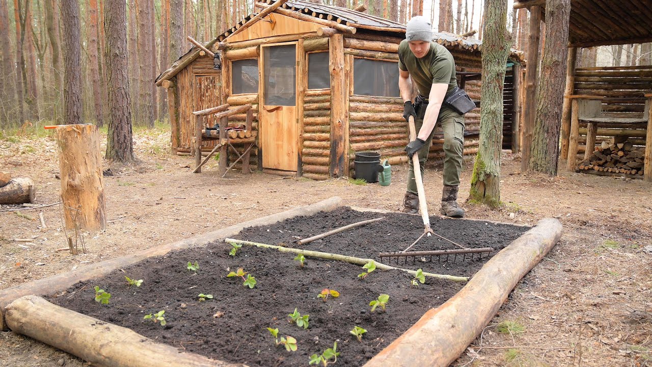 Off-Grid Forest Garden, Living off the Land in the Log Cabin, Planting ...
