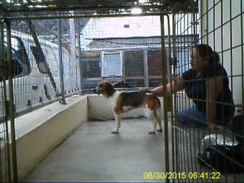 Jessie the stray beagle arrives at the GSPCA Animal Shelter in Guernsey ...