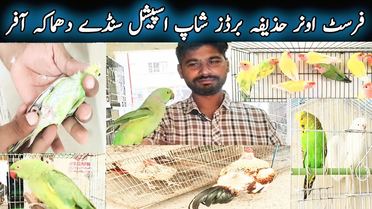 1st Owner Huzaifa Bird Shop Sunday Offer 13-7-2025|Sunday Bird Market ...