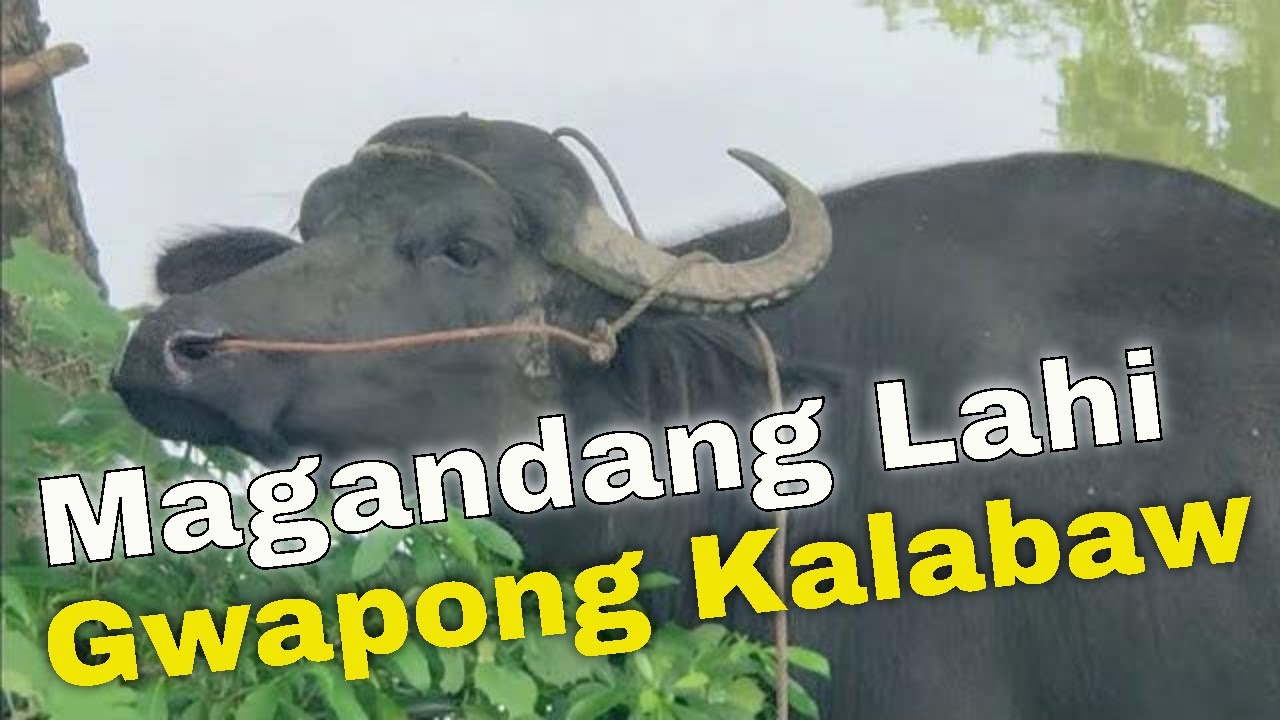 Mga Kalabaw sa Calawagan Cabanatuan City ~ Hayop na Doktor ...