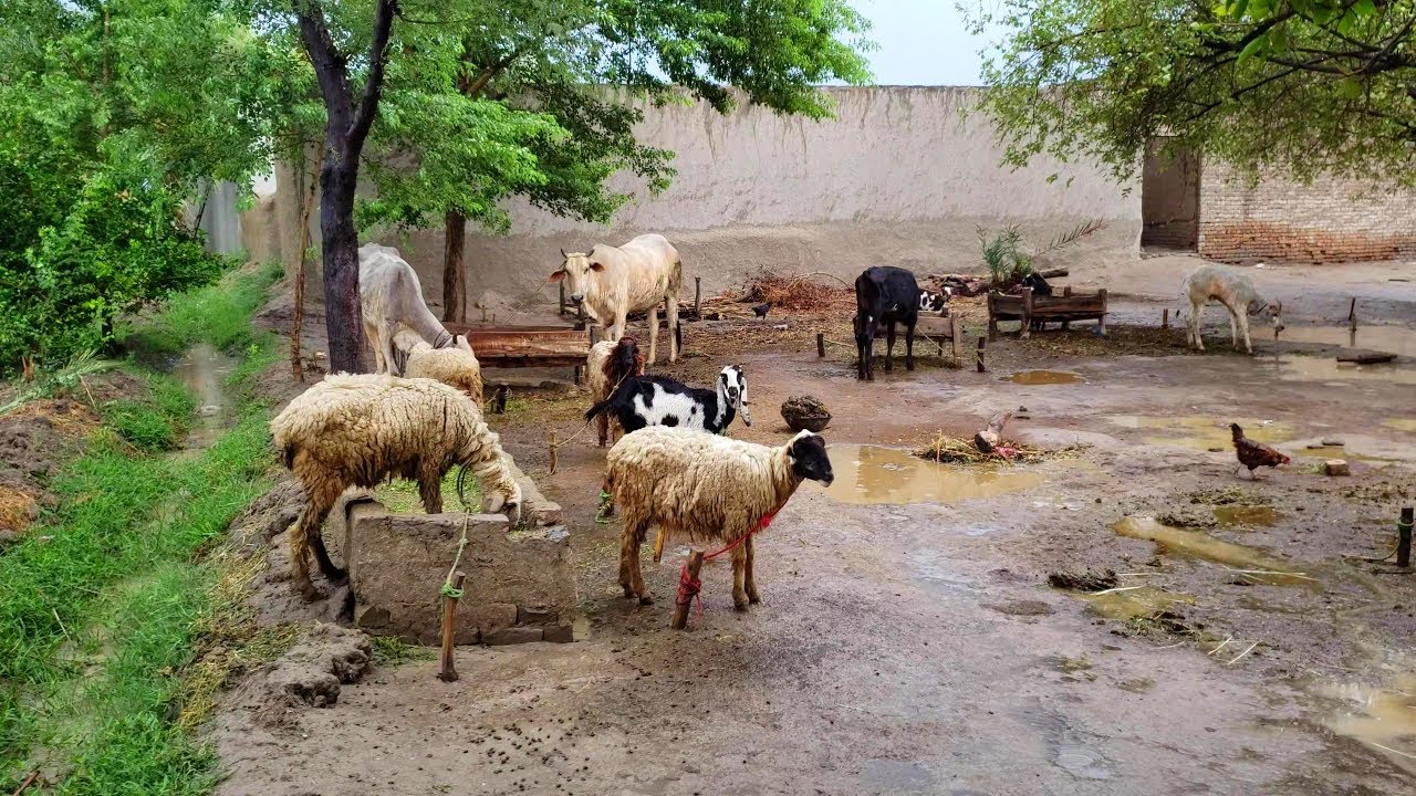 Pakistani Punjab Village After Rain 🌧️ | BEAUTIFUL Rural Life Views 4K ...