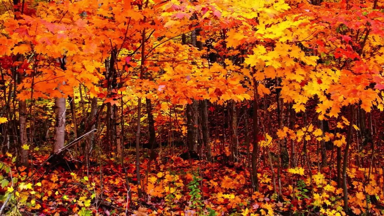 Autumn Slumber - YouTube