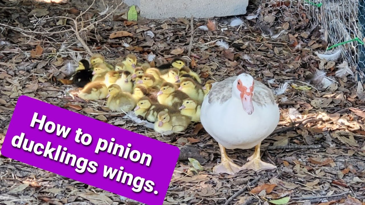 How to pinion ducklings wings. - YouTube