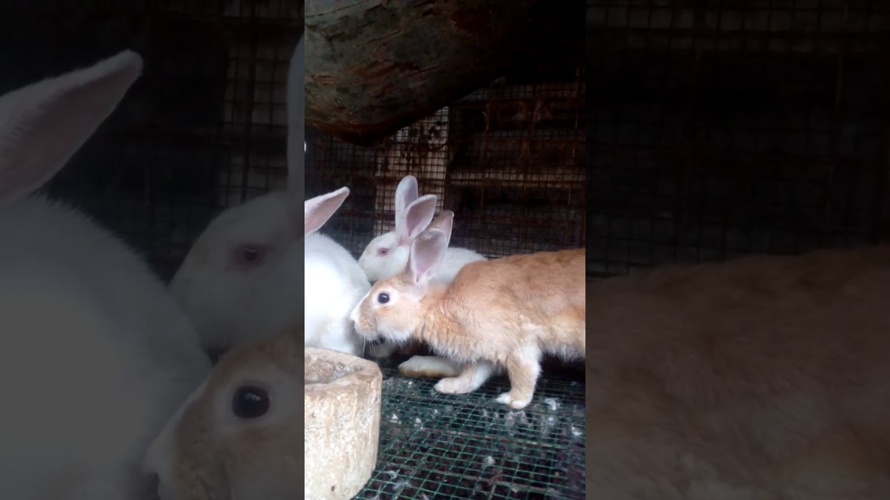 Rabbit rearing - YouTube