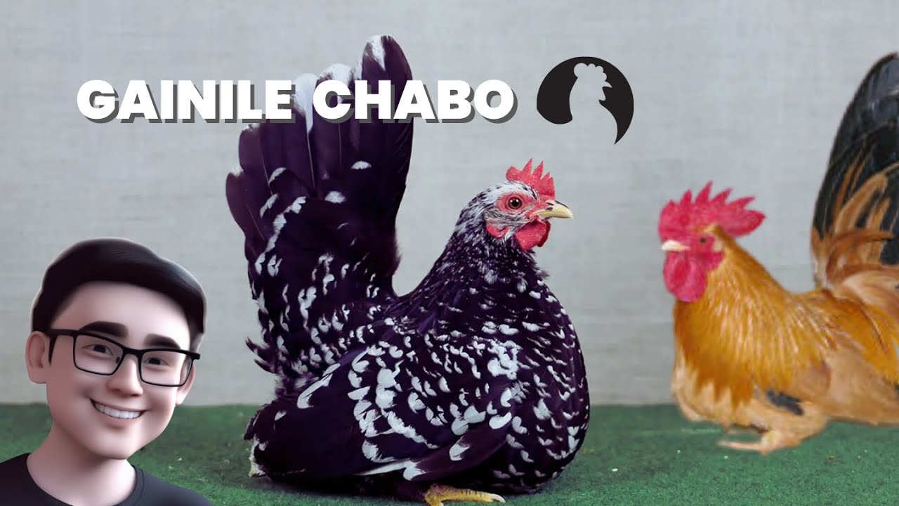 Gainile Chabo - YouTube