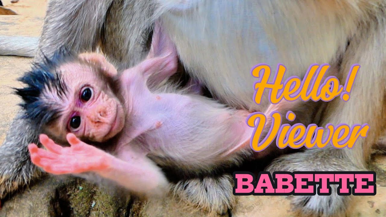 So Cute! Babette Waves Her Little Hand to the Camera 🌟💕, @smsrmedia1540 ...