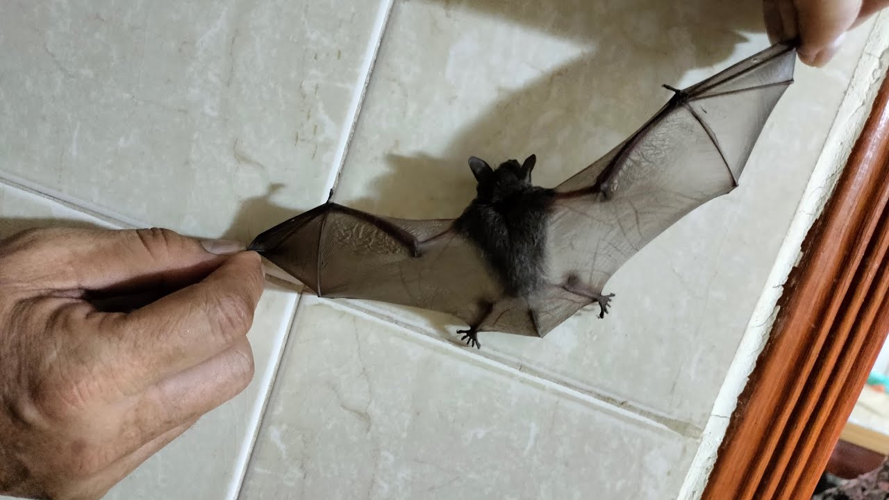 Grandpa Caught A BAT BAREHAND.. 👹 - YouTube