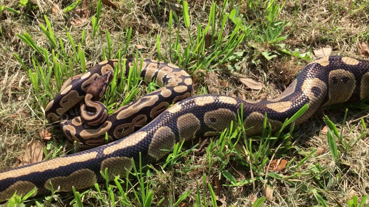 Our two Ball Python snakes chilling - YouTube