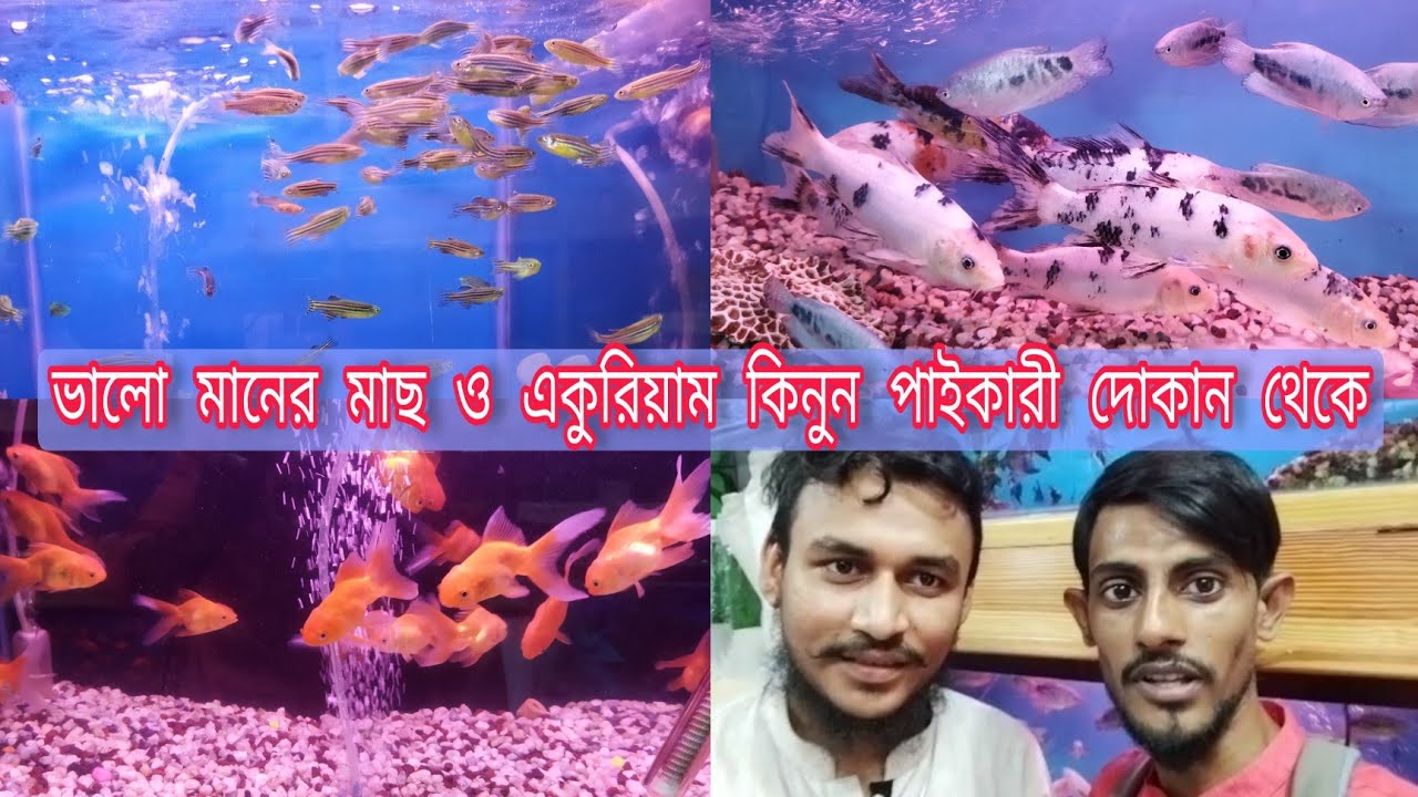 লকডাউনে মাছ কিনুন🐠ঘরে বসে🐠পাইকারী দোকান থেকে 😱😱 best aquarium and fish ...