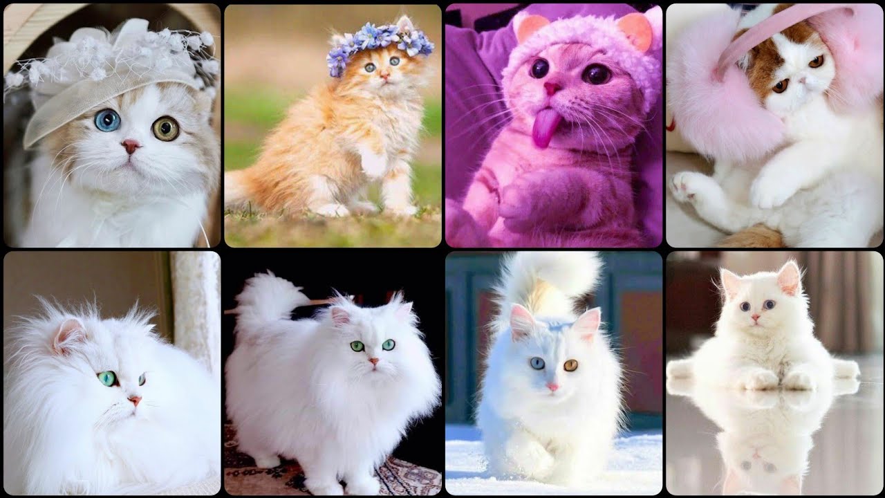 Cute cat Dp images || cat wallpaper dp || Dpz pics || whatsapp Dp ...