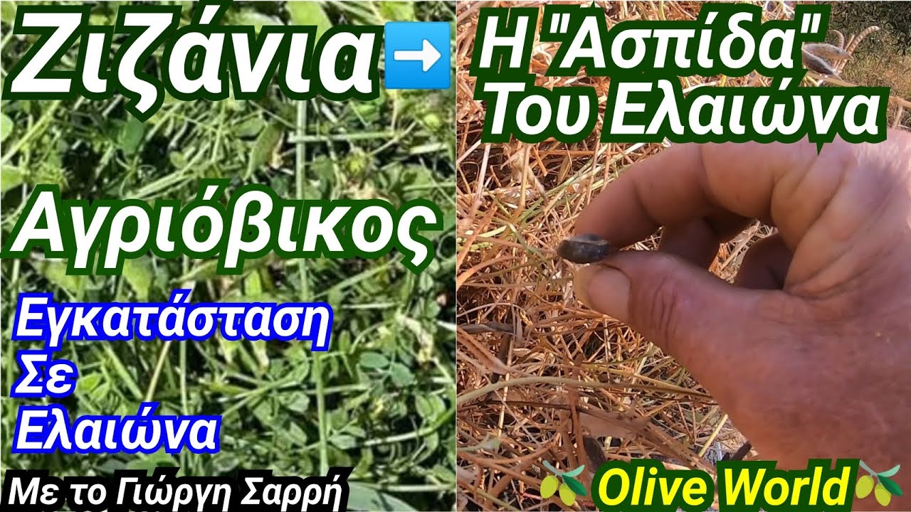 Διαχείριση - Εκμετάλλευση Ζιζανίων Στον Ελαιώνα Και Τα Οφέλη Τους - YouTube