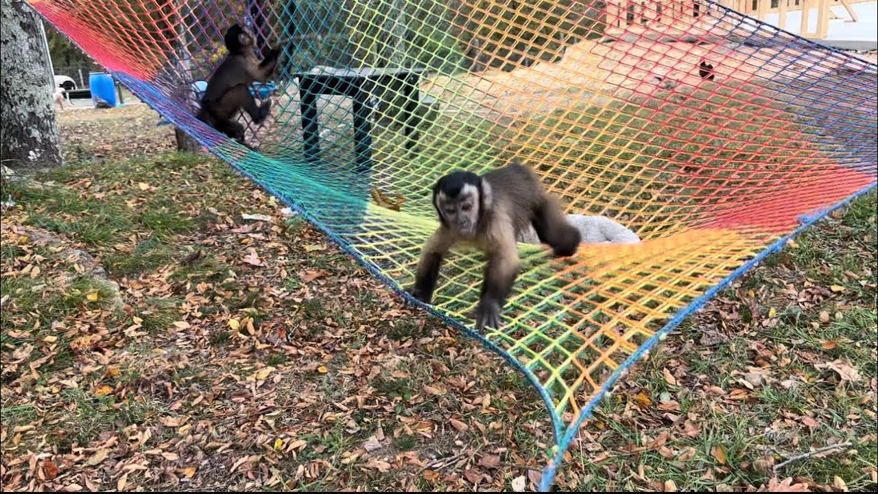 Let’s enjoy some monkey playtime 🩵 #monkeys #fun - YouTube