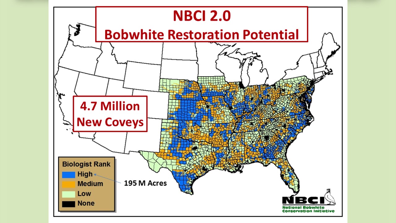 What exactly is the SC Bobwhite Initiative? - YouTube