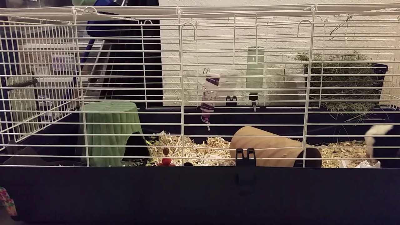 My Daily Guinea Pig Routine - YouTube