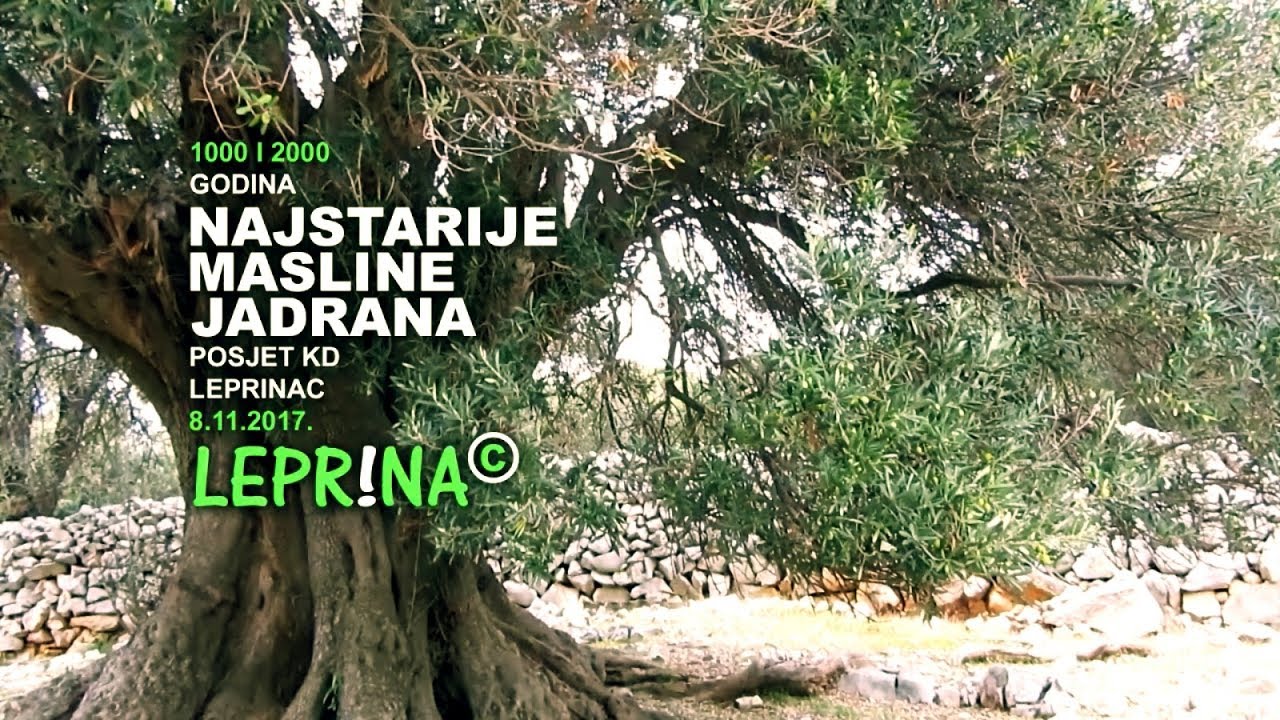 Najstarije masline Jadrana - Lun - YouTube