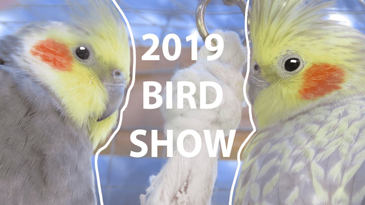 2019 Bird Show - YouTube