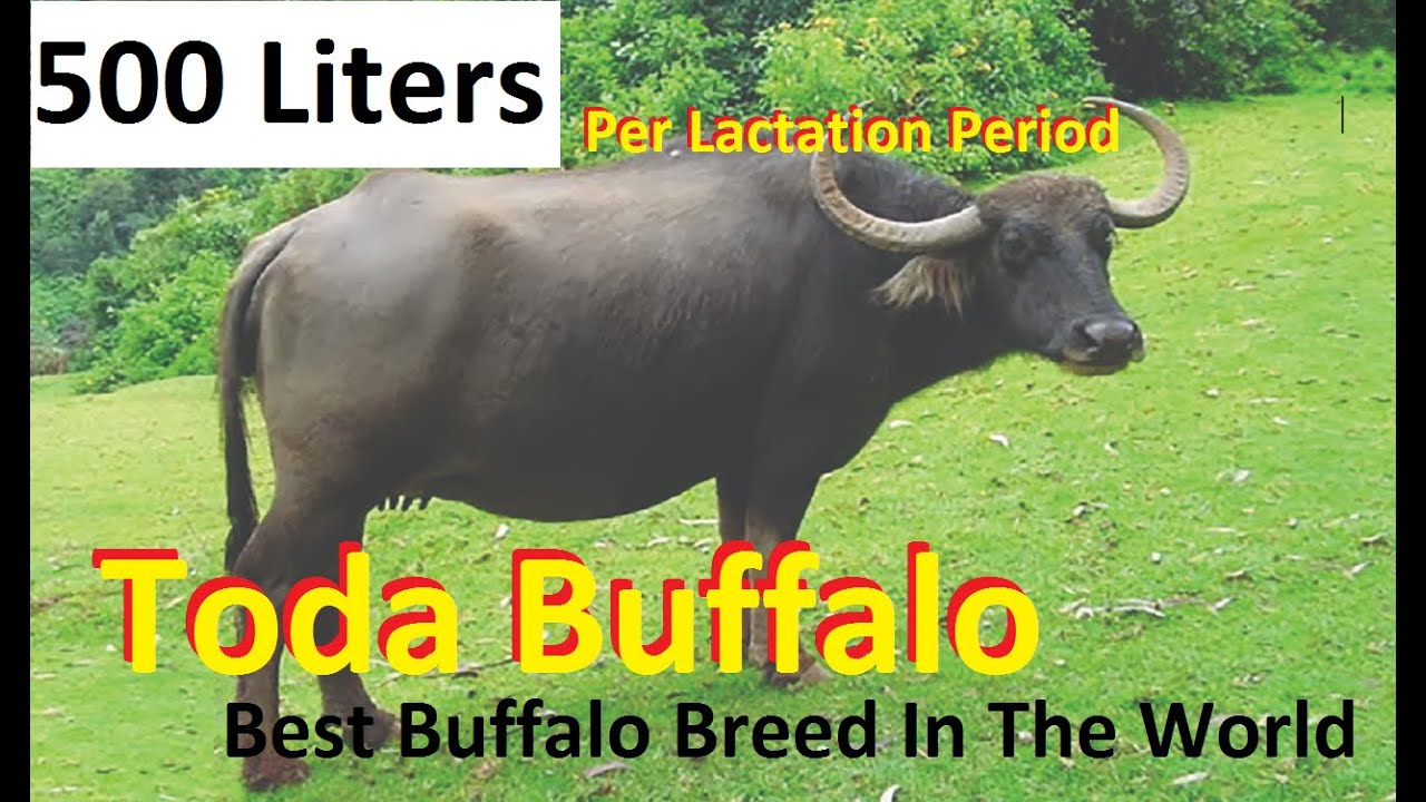 Best Buffalo Breed In The World | Toda Buffalo | Most Efficient Buffalo ...