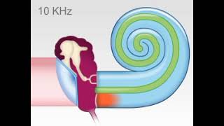 Basilar Membrane Animation