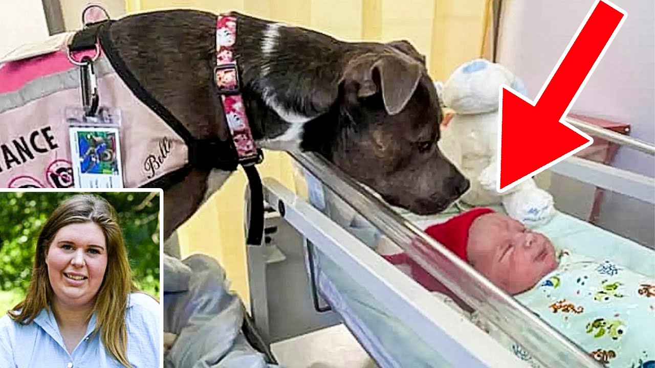 Assistance dog wins award after helping owner in hospital - YouTube