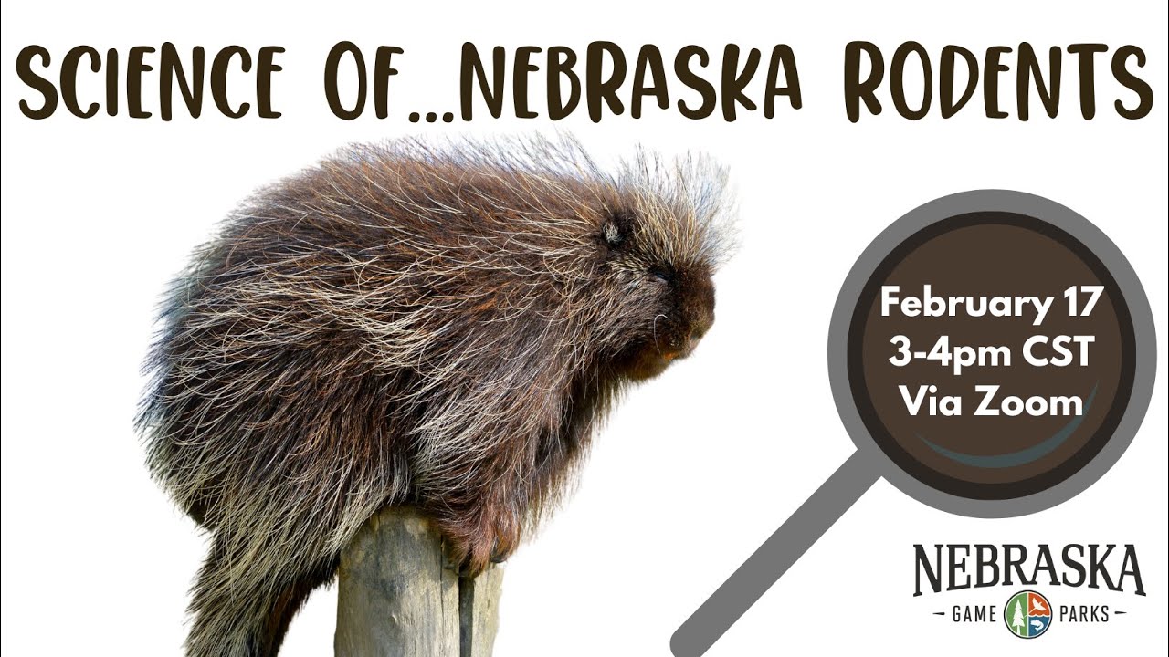 The Science of...Rodents - YouTube