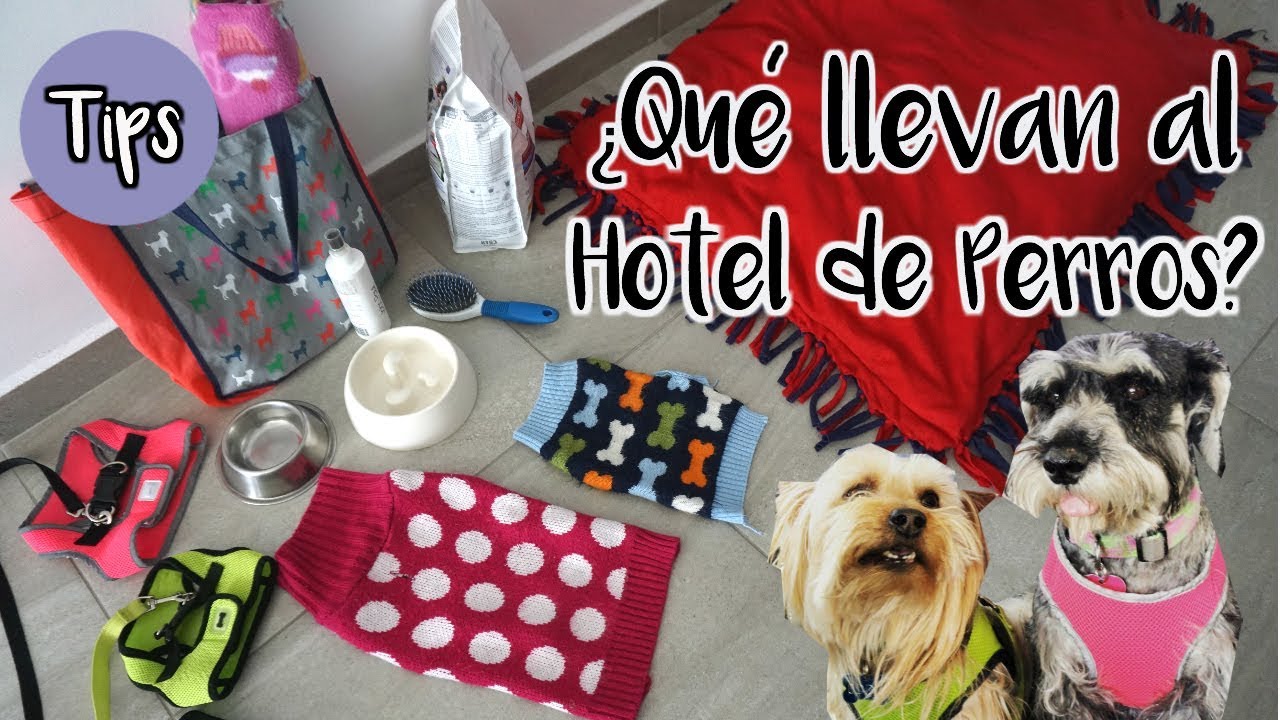 Hotel para Perros ¿Qué deben de llevar? - YouTube