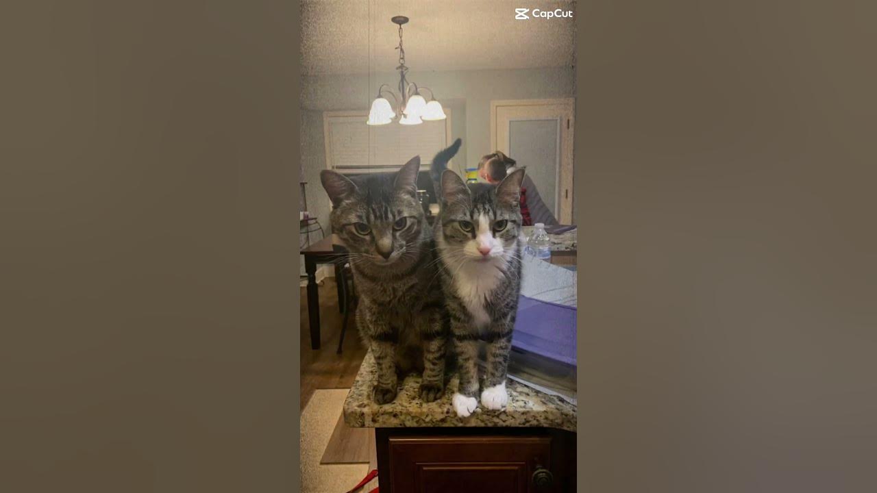 All my animal friends:) - YouTube