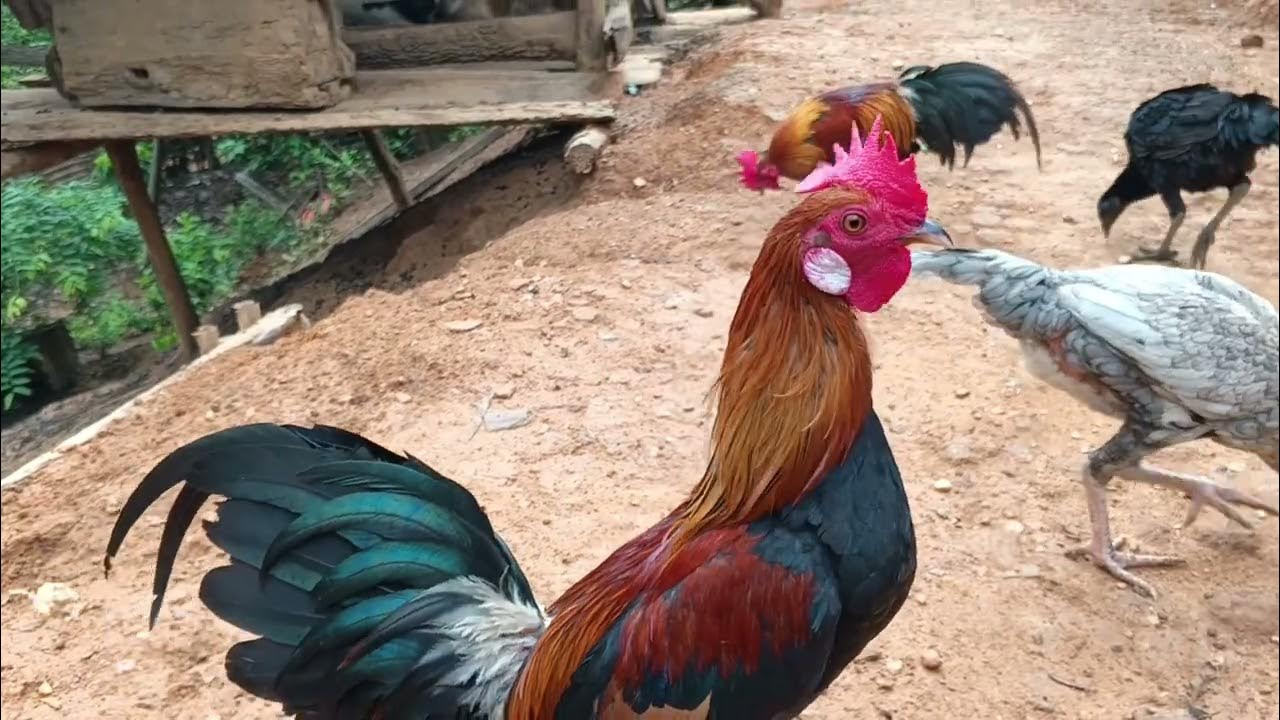 saib qaib ua si o ib tsoom phooj ywg - YouTube