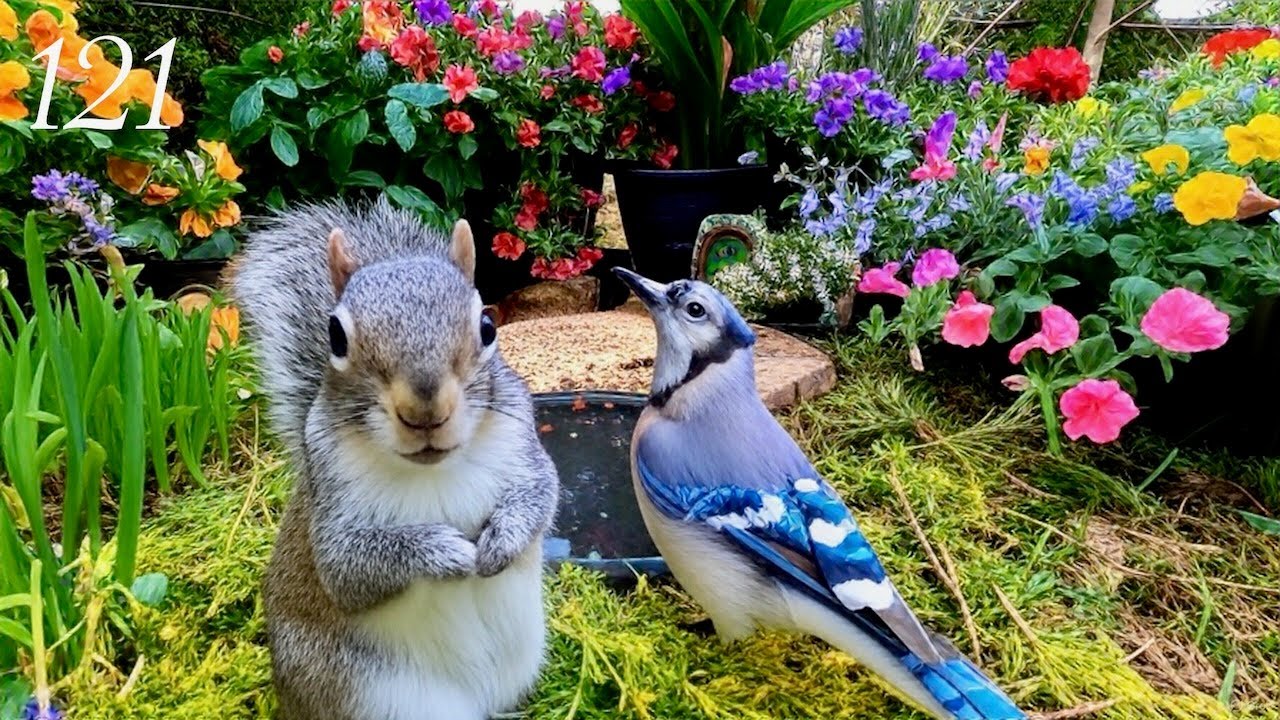 Cat TV: Relaxing Bird Chirping in the Garden with Chipmunks, Birds and ...