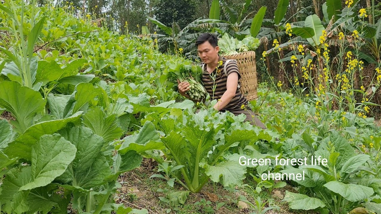 An organic vegetable garden in the mountains from my seeds. Robert ...