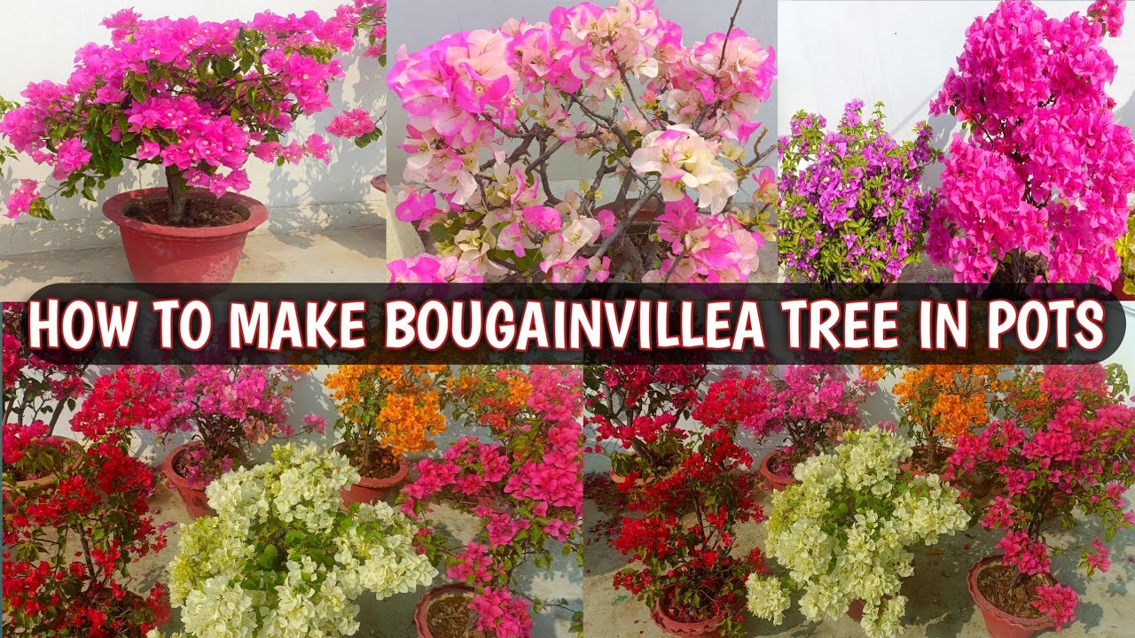 HOW TO MAKE BOUGAINVILLEA TREE IN POTS | SHAPING BOUGAINVILLEA IN A MINIATURE TREE IN POTS 🌸🌸 ...