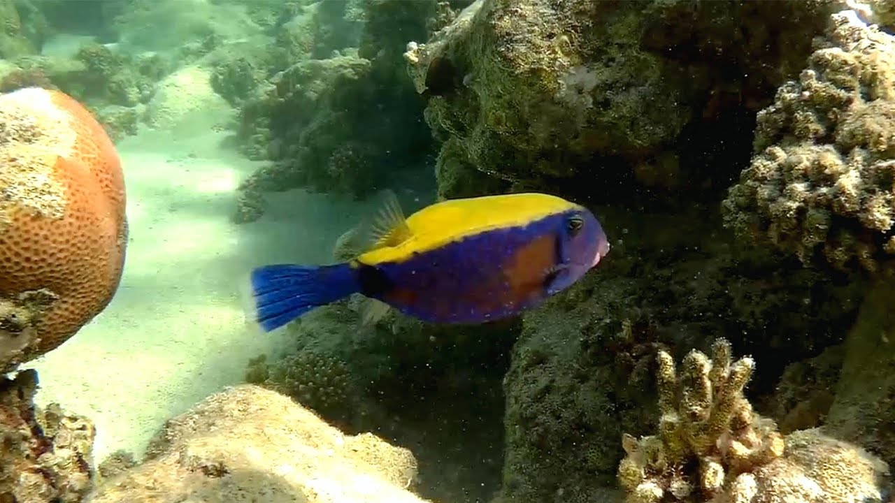 Bluetail trunkfish, Bluetail boxfish (Ostracion cyanurus), Аравийский ...