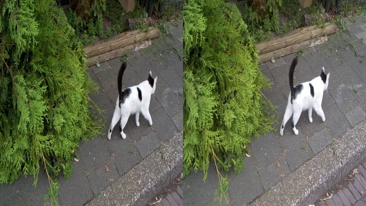 3D SBS cat test - YouTube