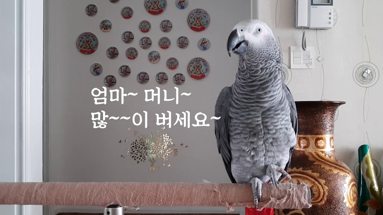 [연구대상똘이Talking gray parrot]새로울것없는 평범한 똘이의일상 - YouTube