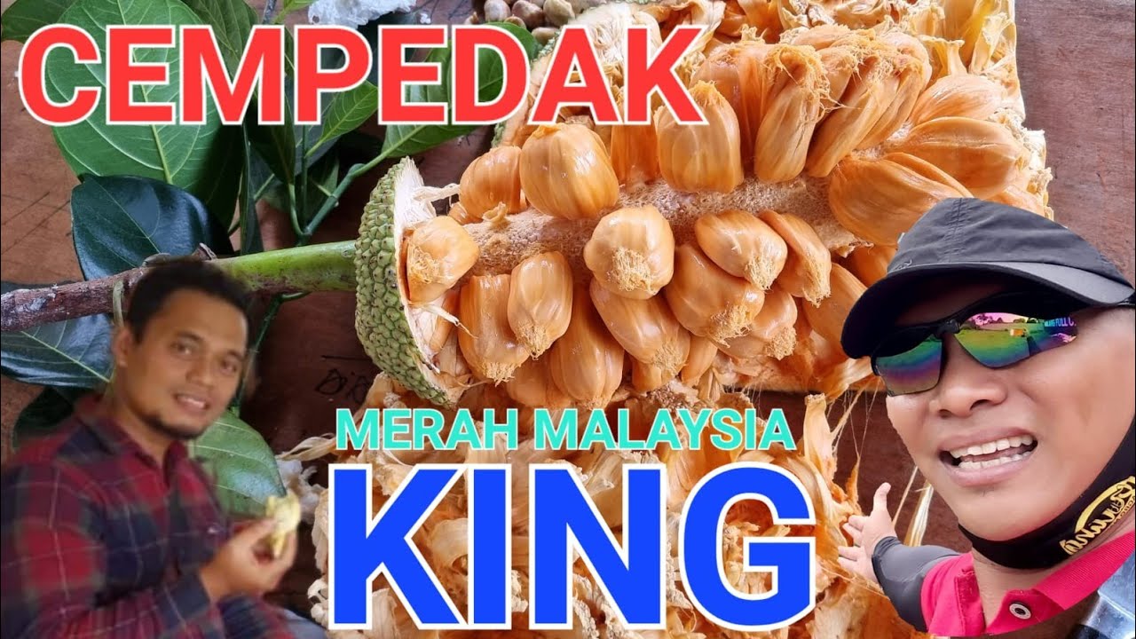 PODCAST || CEMPEDAK KING MERAH MALAYSIA || JURAGAN 33 #cempedak - YouTube