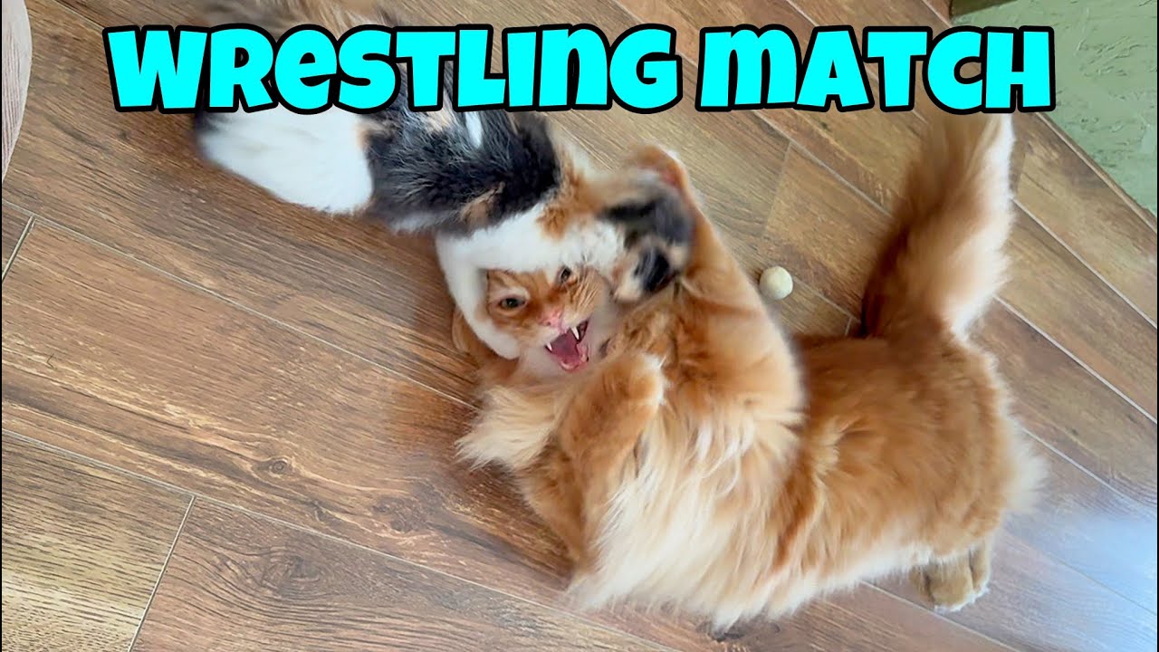 Olive And Pudding Have A Wrestling Match - YouTube