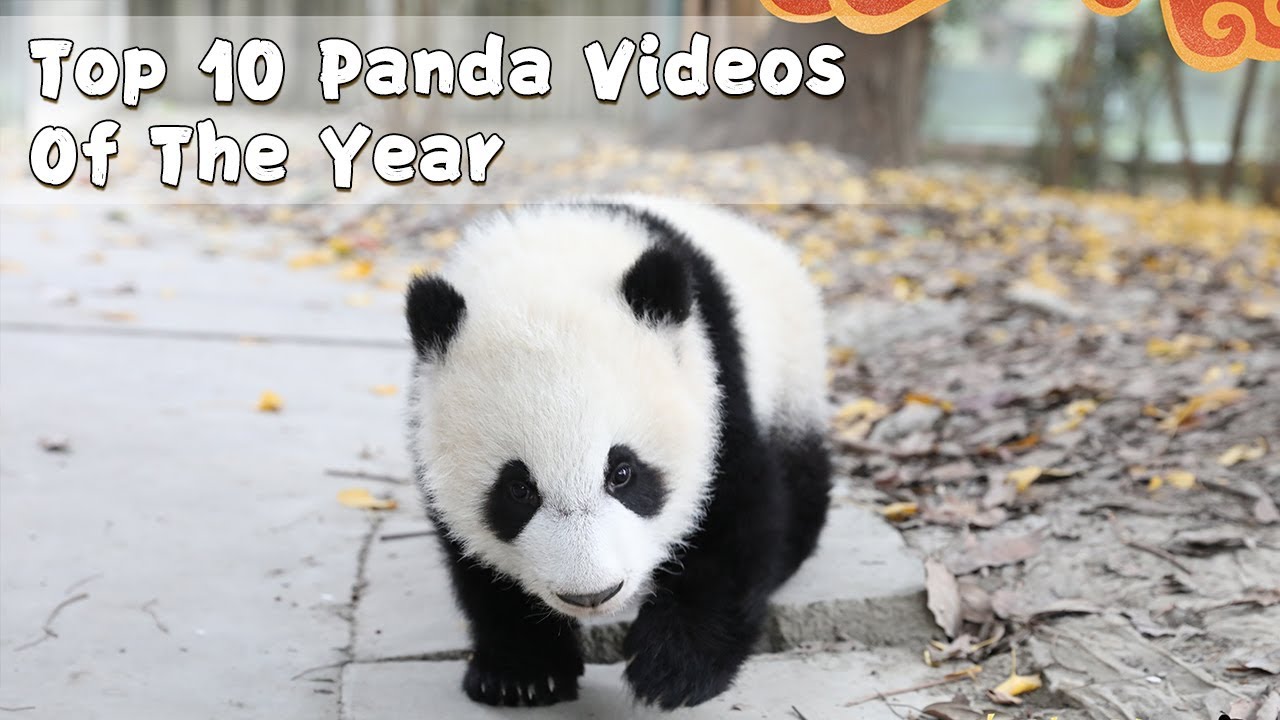 Top 10 Panda Videos Of The Year | iPanda - YouTube