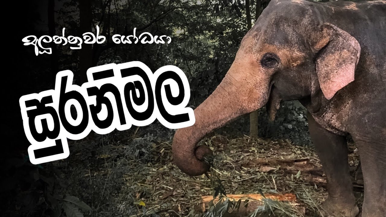 සුරනිමල නොහොත් අලුත්නුවර ‍යෝධයා | Suranimala #elephant | #hasthi # ...