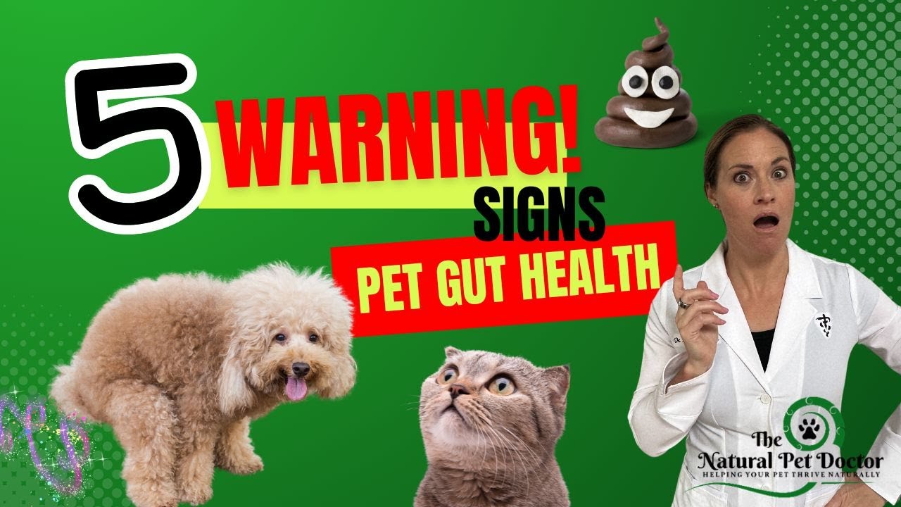 Five Warning Signs Of Pet Gut Health Issues - Holistic Vet Advice - YouTube