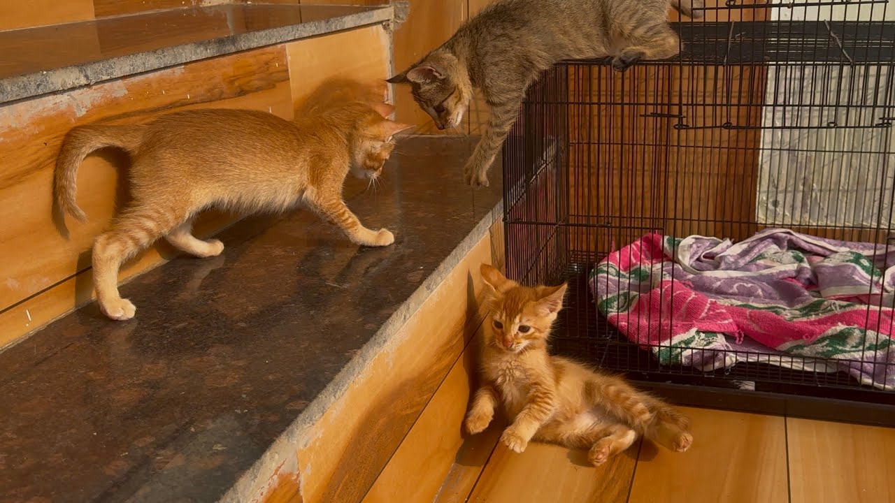 Kittens Playing, Jumping & Running – Cutest Playtime Ever! 4K - YouTube