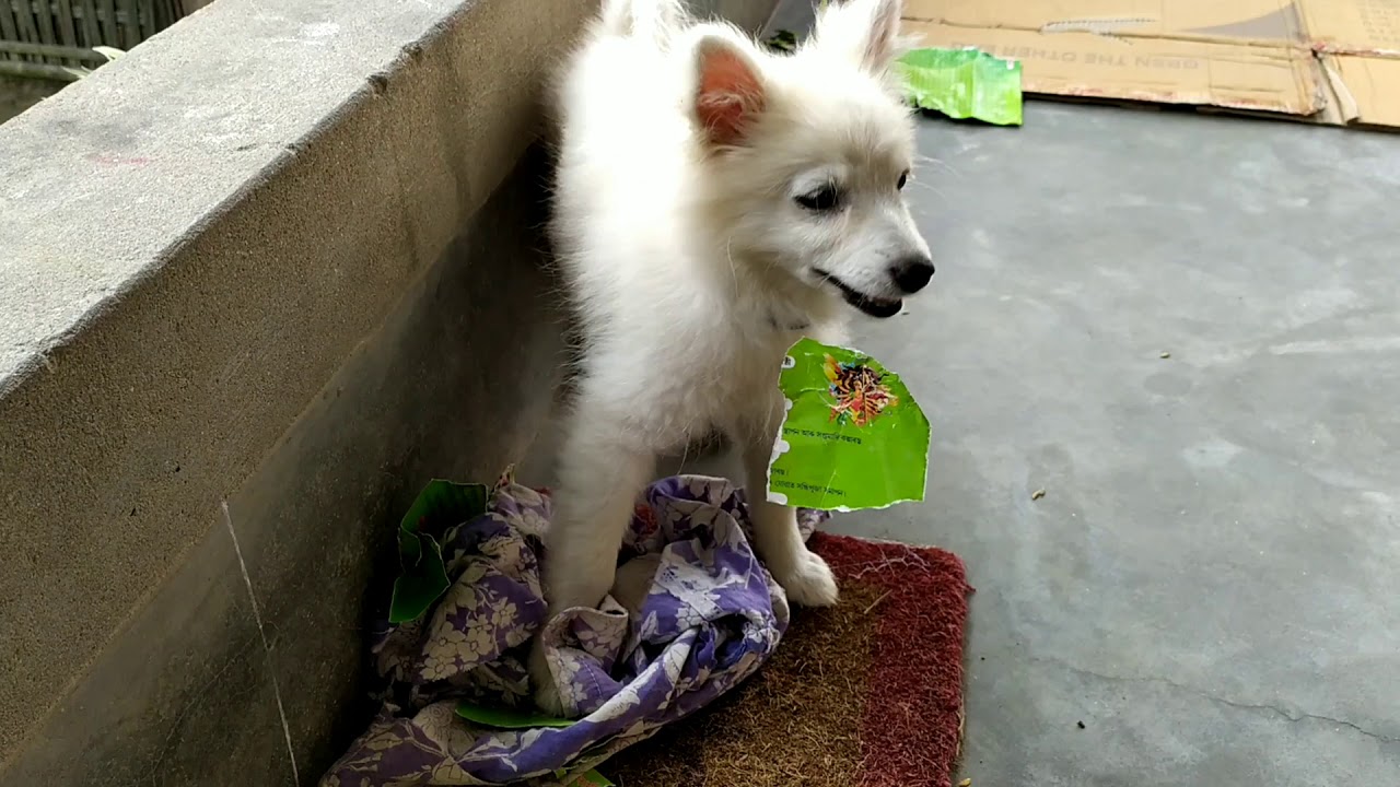 Dogs Assam.. Spitz dog playing and opening door.. - YouTube