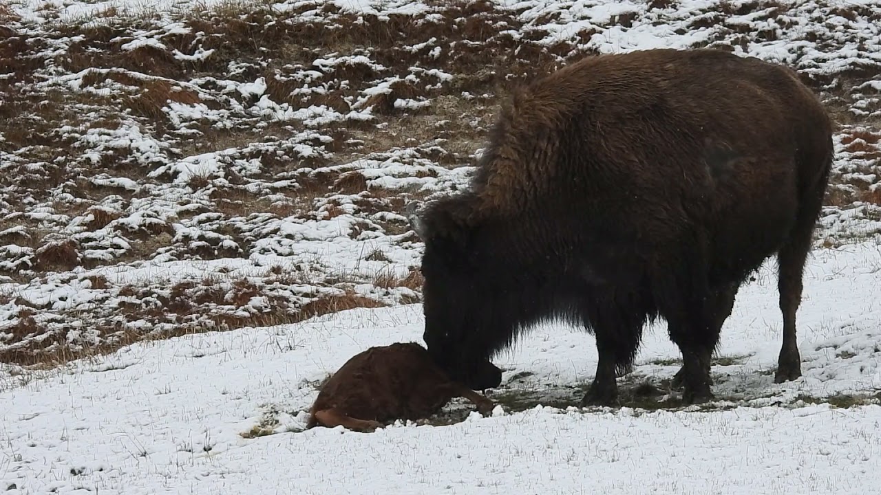 Bison Birth - YouTube
