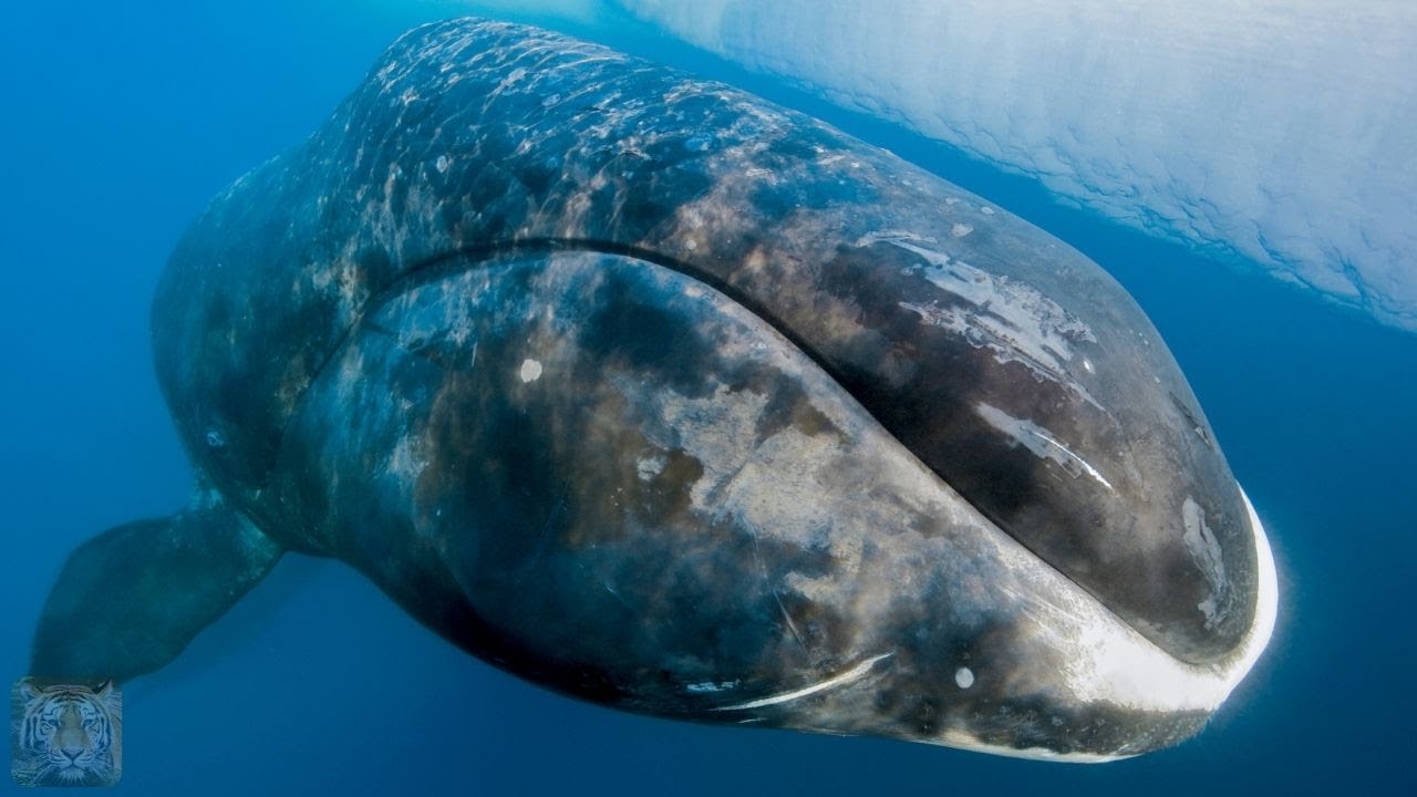 Oldest Mammal in the World: The Bowhead Whale! - YouTube