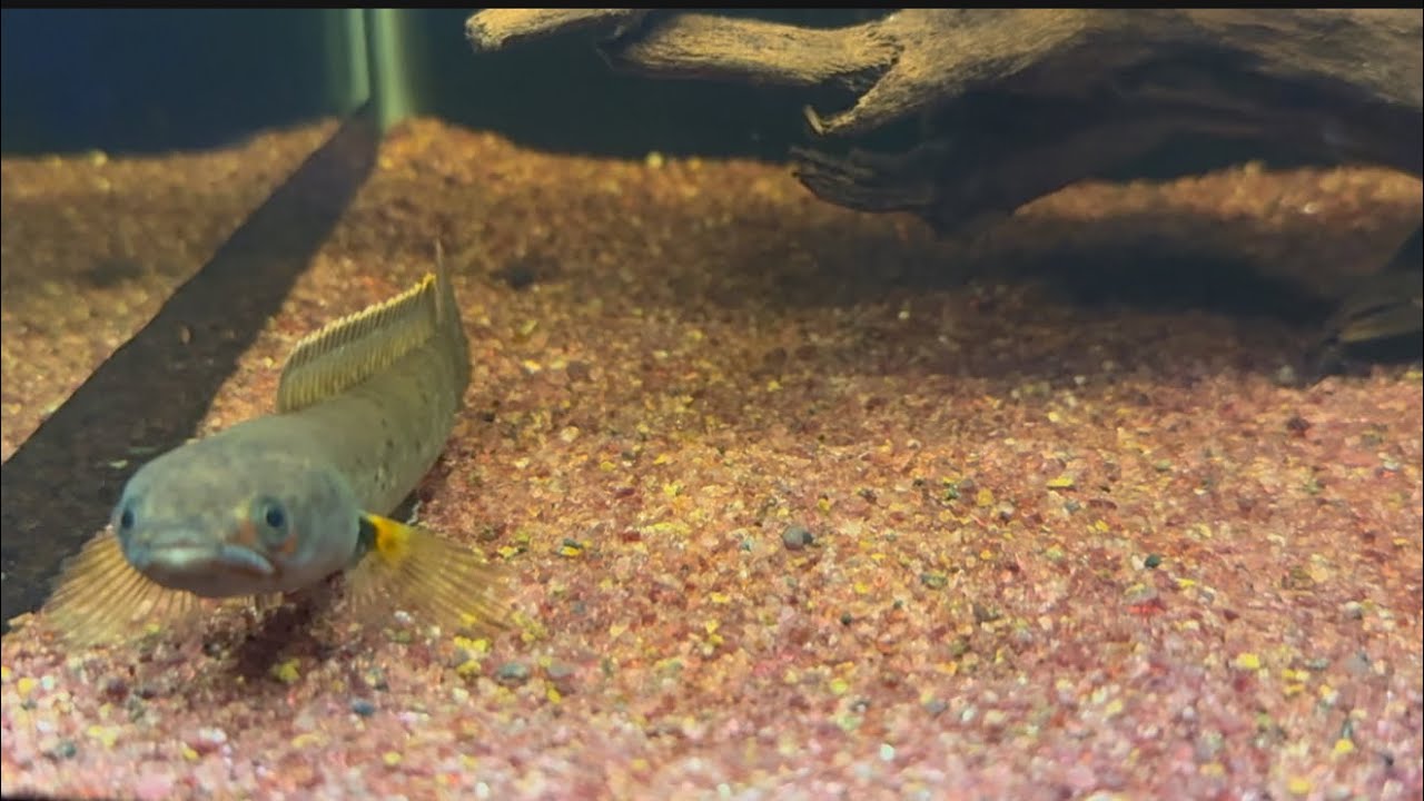 Tapang ng isdang to/Feeding time/ chenna fish 🐠 - YouTube