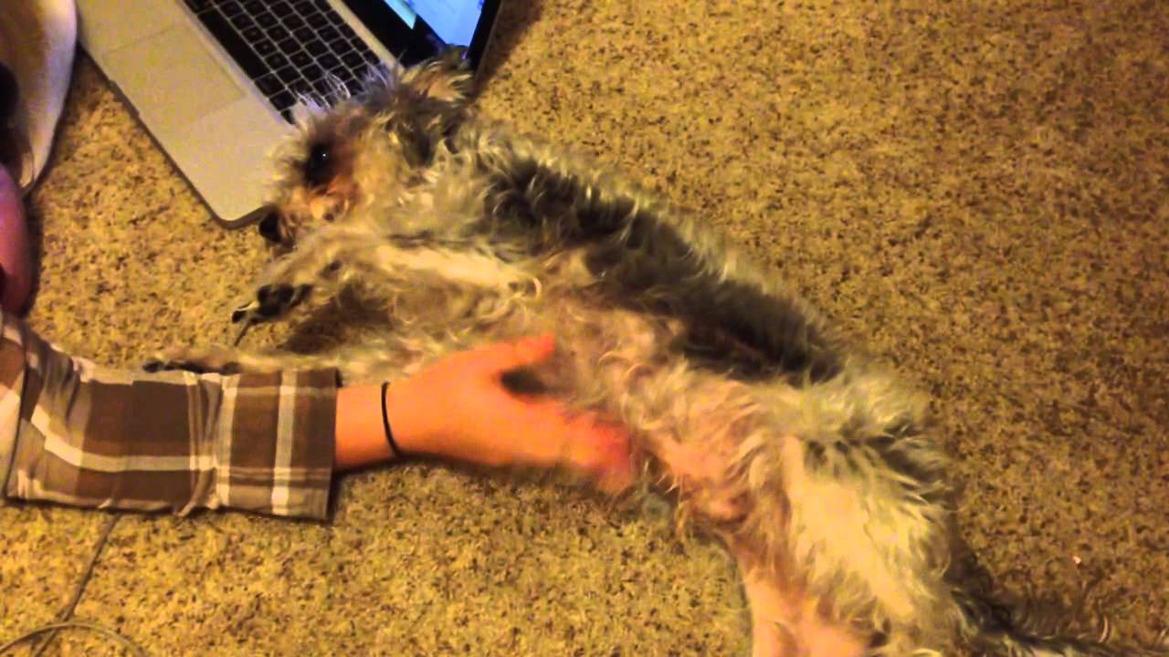 Our Dog decides when it's belly-scratching time - YouTube