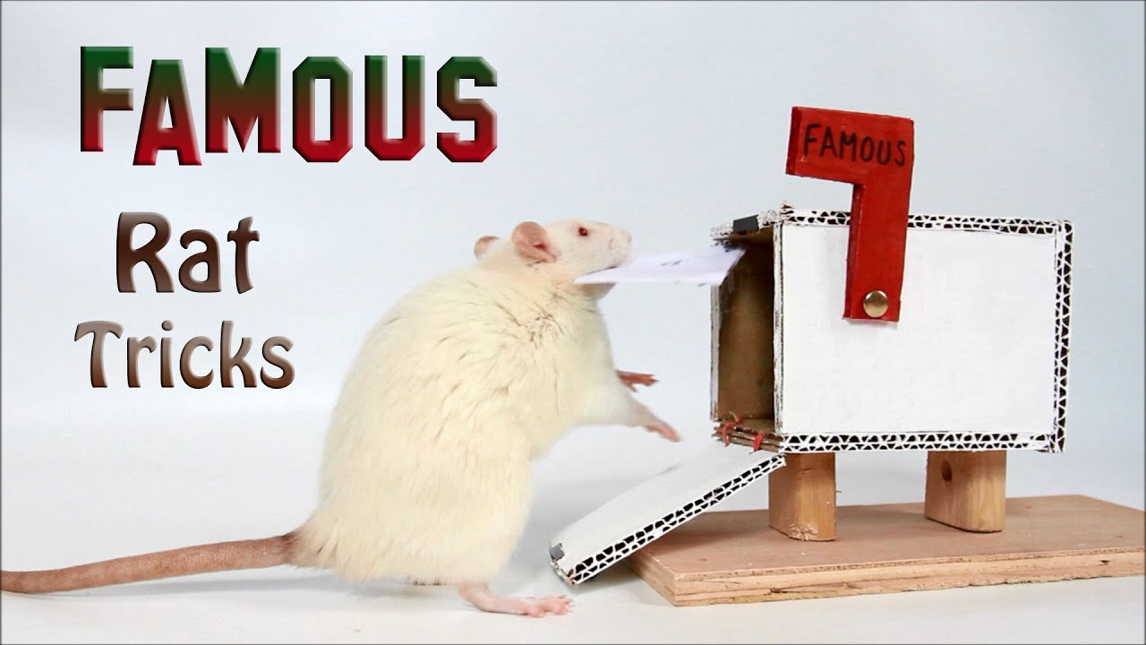 Famous the Rat - Trick Demo Reel - YouTube