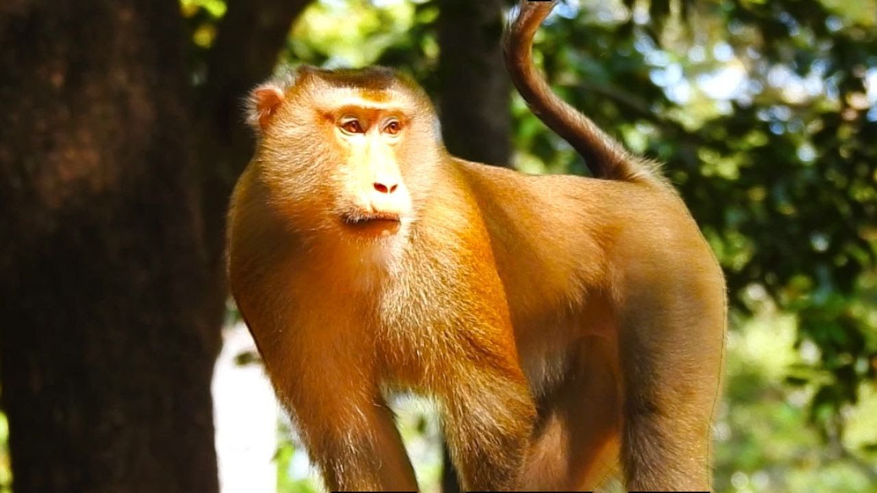 The Hidden Language of Pongo: A Unique Way of Communicating - YouTube